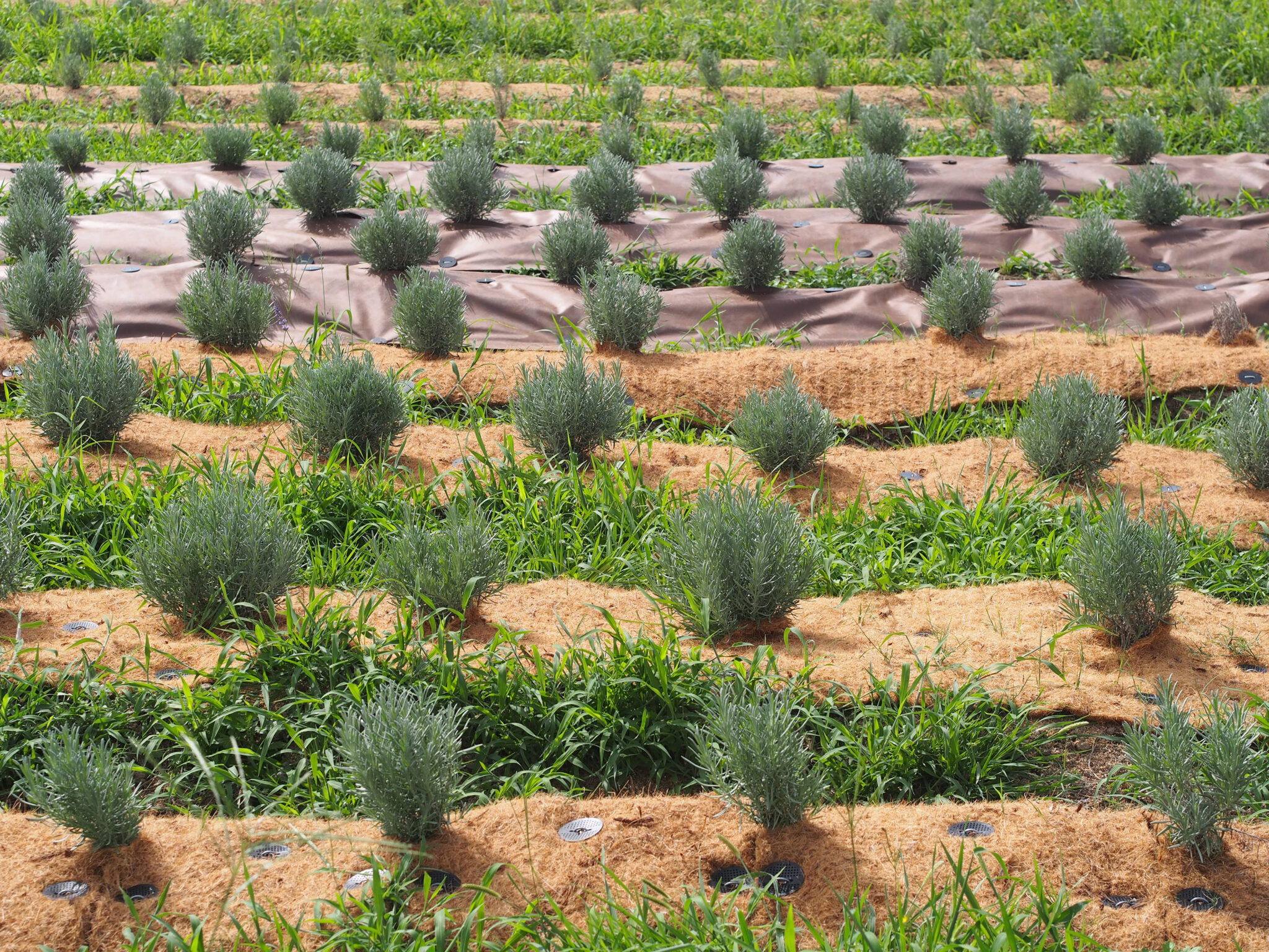 限界集落を「1000人の桃源郷」に。前田薬品3代目が目指す、社員と地元が幸せな15年後 | OTEMOTO[オ・テモト]